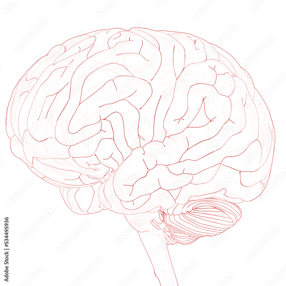 Central Organ of Human Nervous System Brain Anatomy Stock Illustration ...