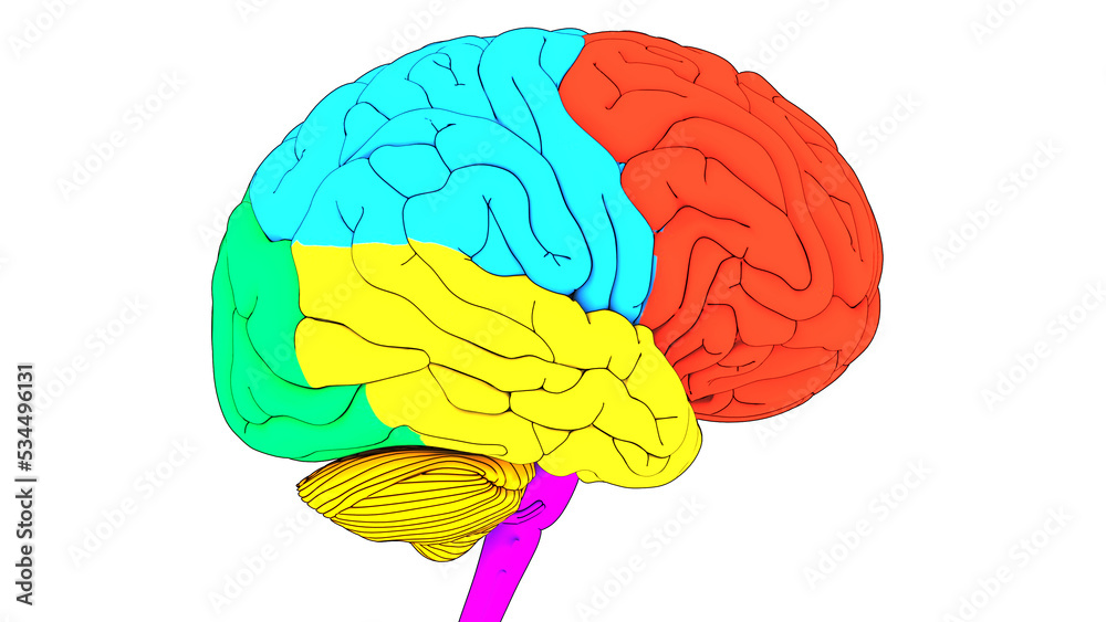 Central Organ of Human Nervous System Brain Anatomy Stock Illustration ...