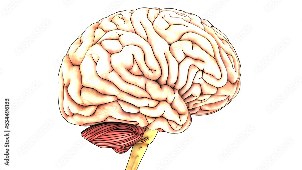 Central Organ of Human Nervous System Brain Anatomy Stock Illustration ...