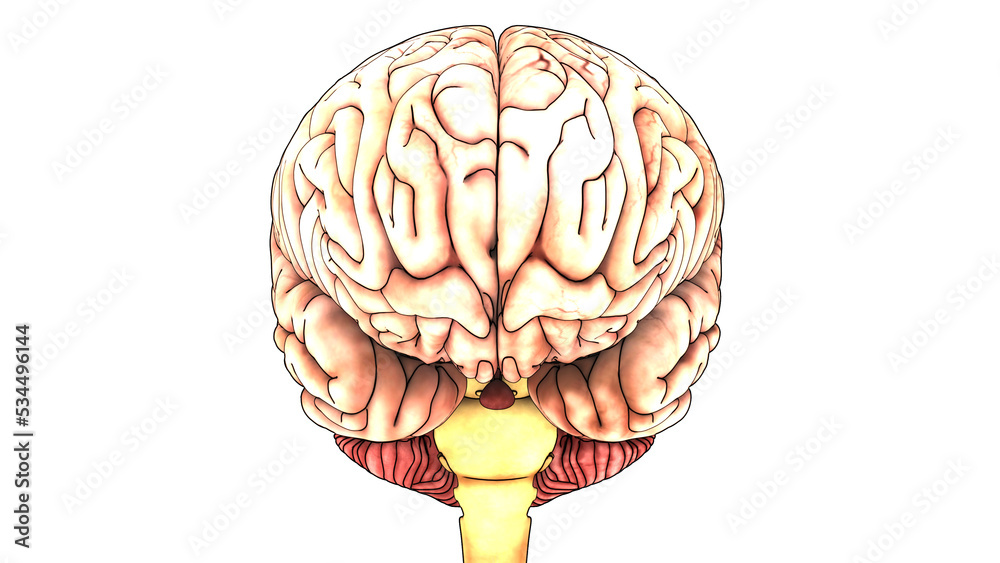 Central Organ of Human Nervous System Brain Anatomy Stock Illustration ...