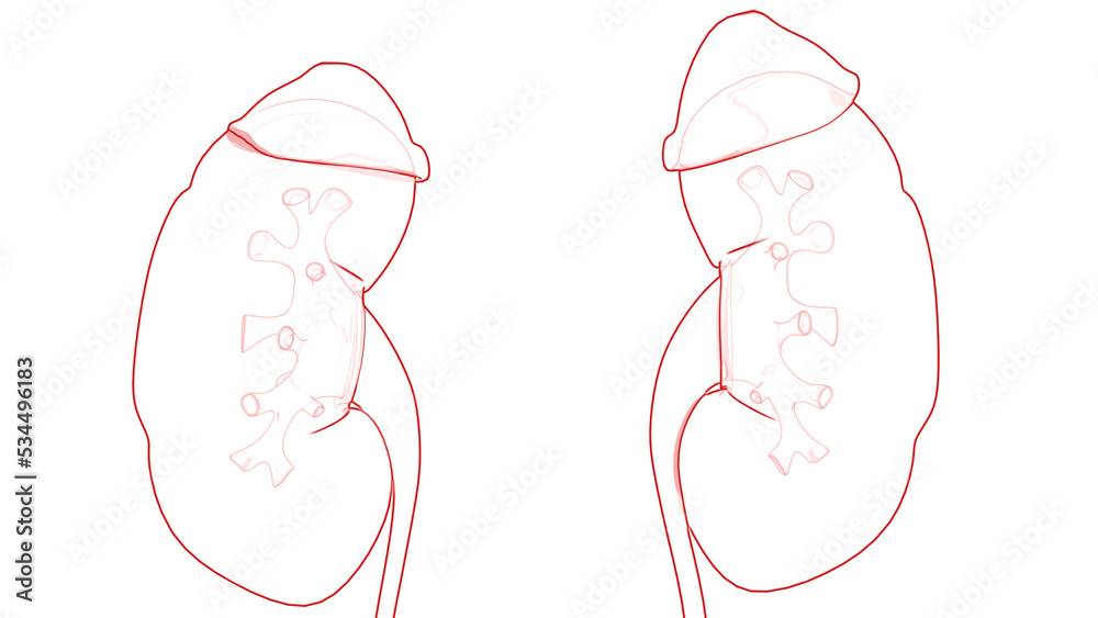 Human Urinary System Kidneys Anatomy Stock Illustration | Adobe Stock