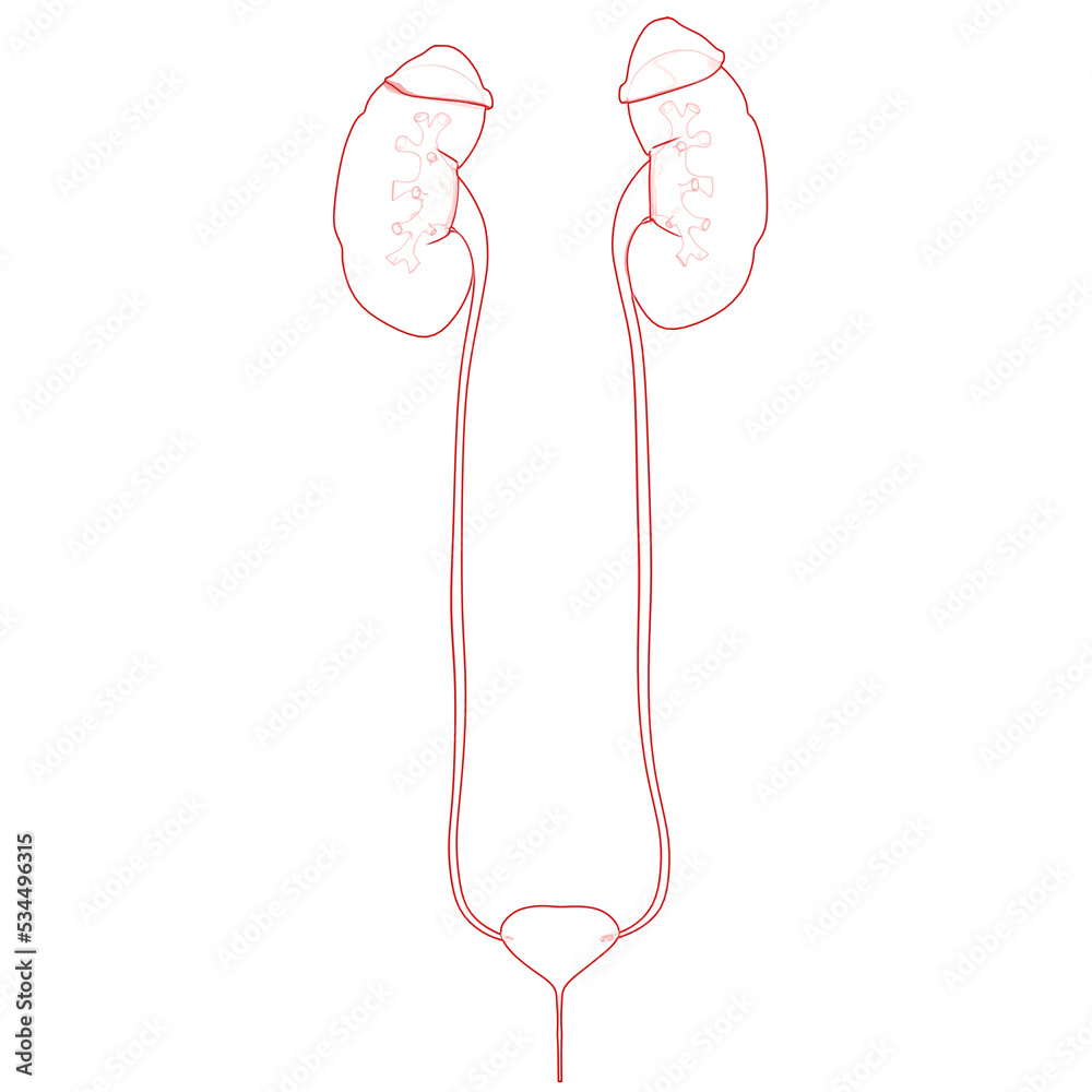 Human Urinary System Kidneys with Bladder Anatomy Stock Illustration ...