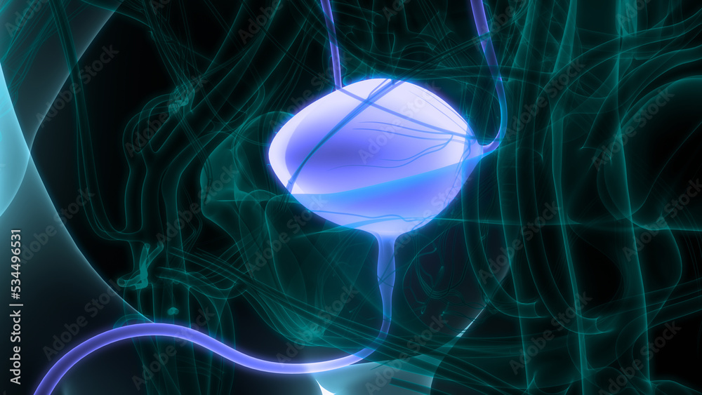 Human Urinary System Bladder Anatomy ilustração do Stock | Adobe Stock
