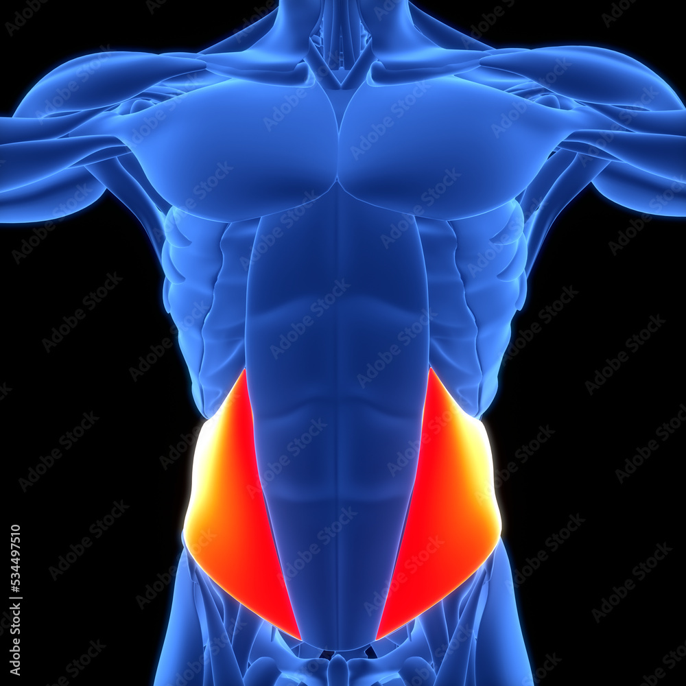 Human Muscular System Torso Muscles Internal Oblique Muscles Anatomy ...