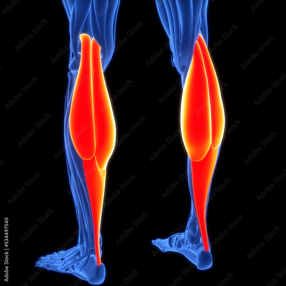 Human Muscular System Leg Muscles Gastrocnemius Muscles Anatomy Stock ...