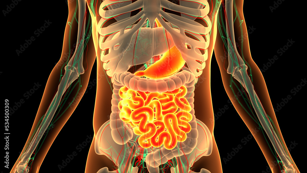 Human Digestive System Stomach with Small Intestine Anatomy Stock ...