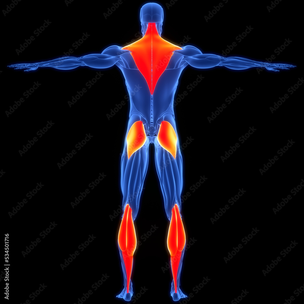 Human Muscular System Trapezius, Gluteus Maximus and Gastrocnemius ...