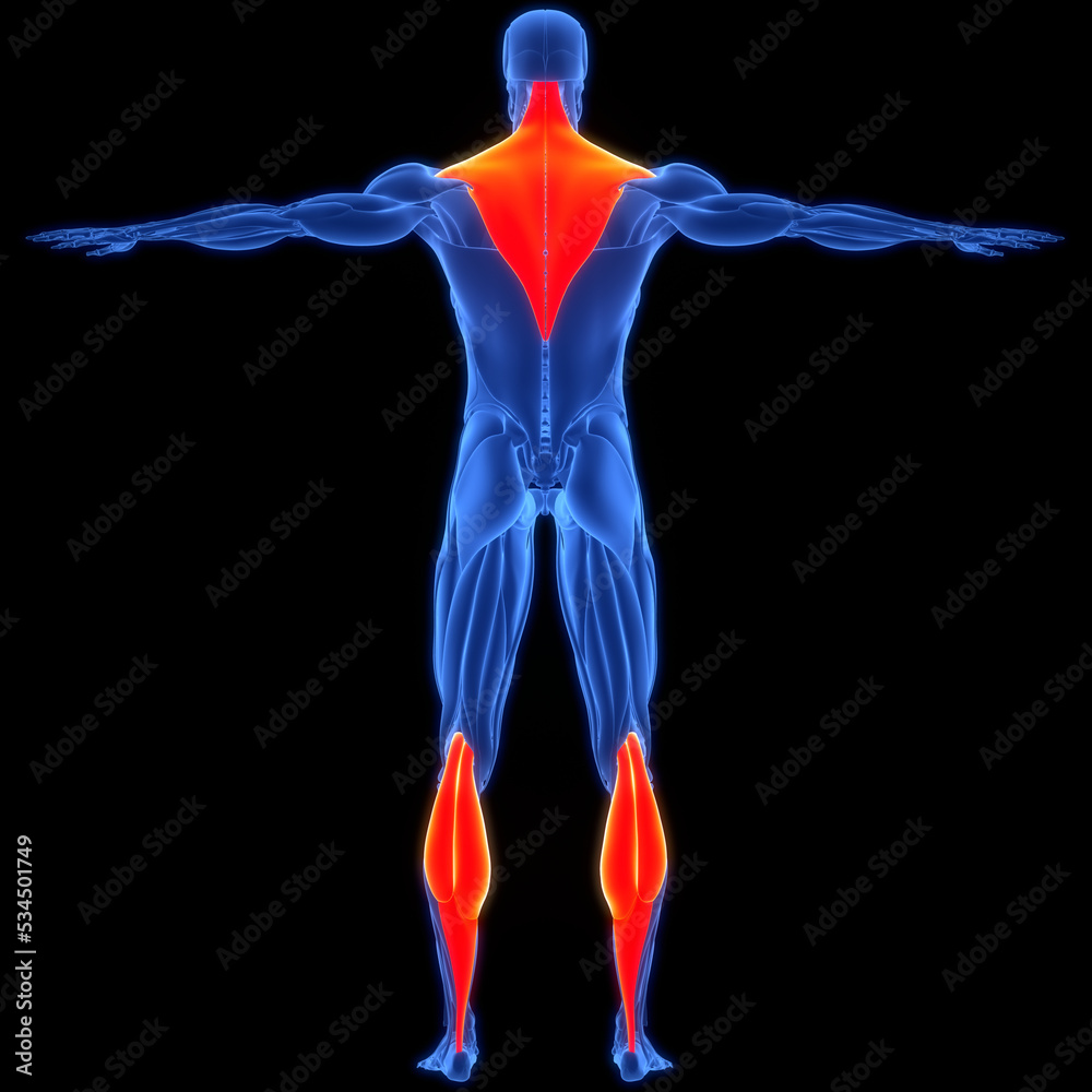 Human Muscular System Trapezius and Gastrocnemius Muscles Anatomy Stock ...