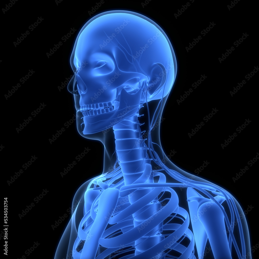 Human Skeleton System Bone Joints Anatomy Stock Illustration | Adobe Stock