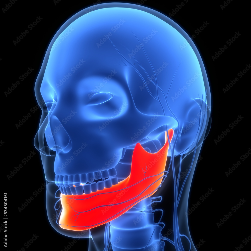 Human Skeleton System Skull Bone Parts Mandible Anatomy Stock ...