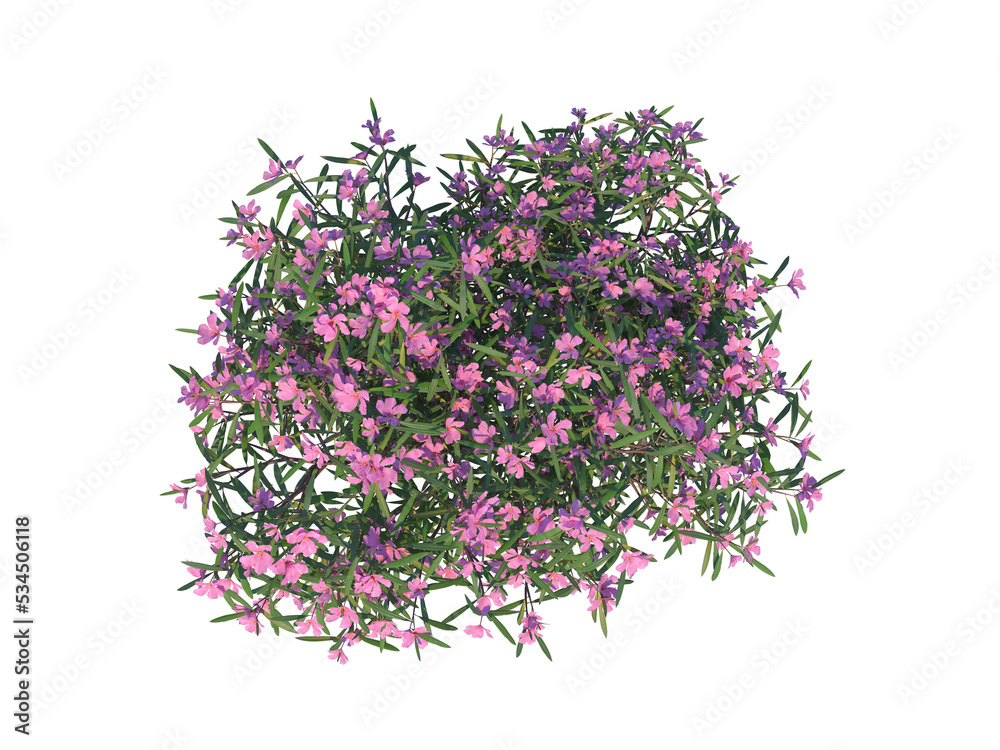Oleander bush png alpha channel Stock Photo | Adobe Stock