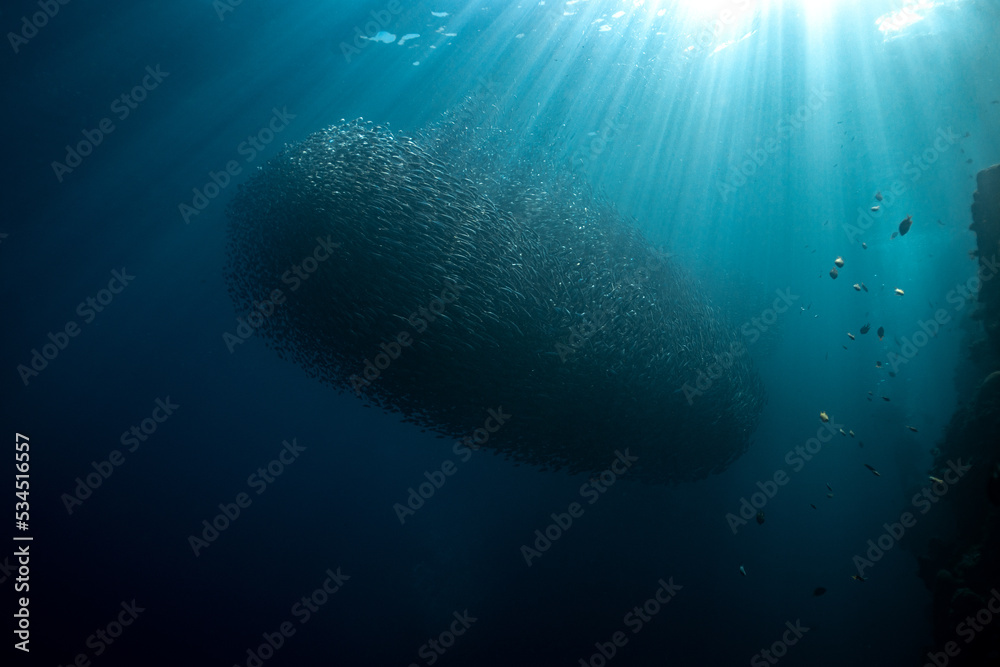 Cluster of sardines in the ocean sea right above the surface Stock ...