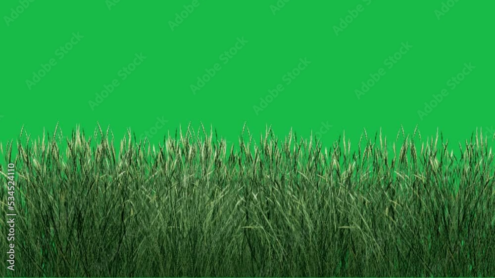 green grass background green screen motion effect Stock Video | Adobe Stock