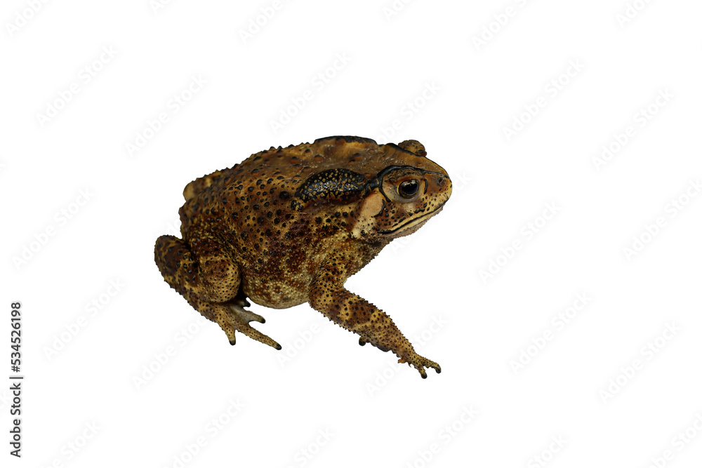PNG image of Side view of Common toad, Asia toad, or simply the toad ...