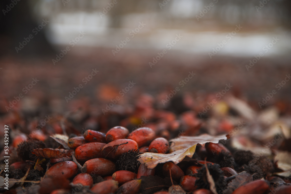 Walnuts in forest. Closeup acorn oak tree on autumn background. acorn ...