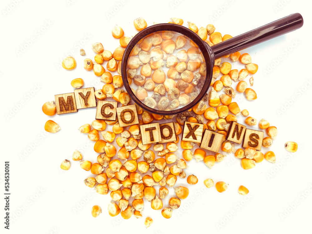 Awareness Mycotoxins in Corn for Animal feed Stock Photo | Adobe Stock