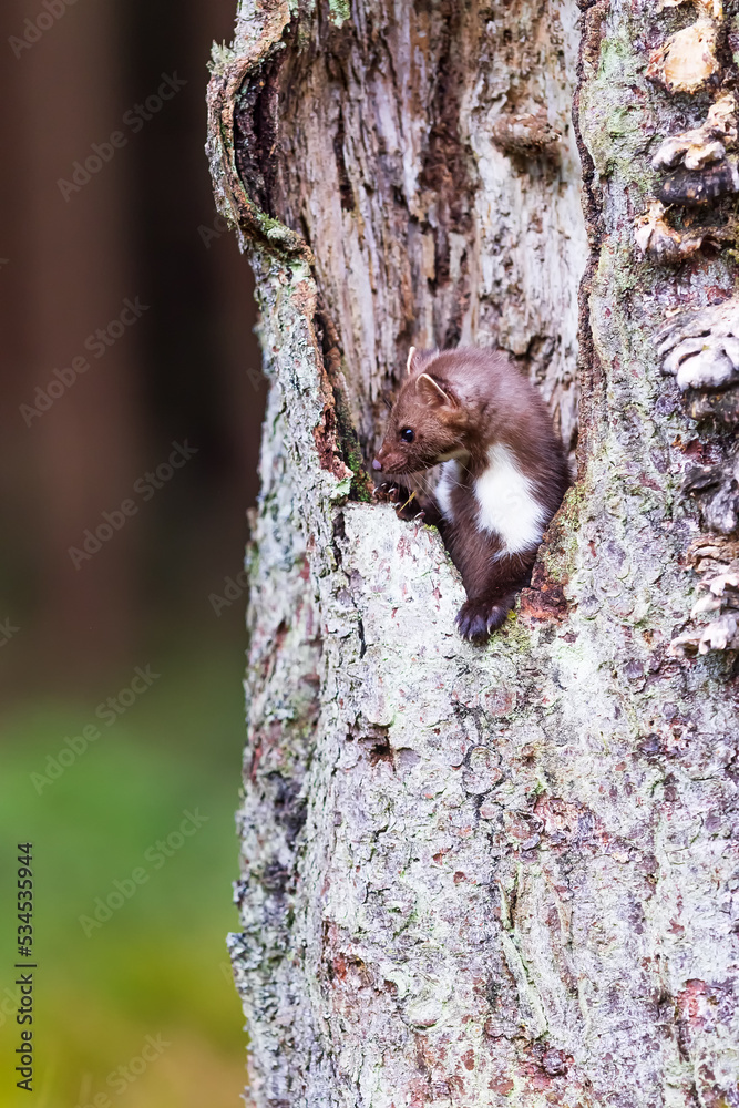 female beech marten (Martes foina), also known as the stone marten a ...