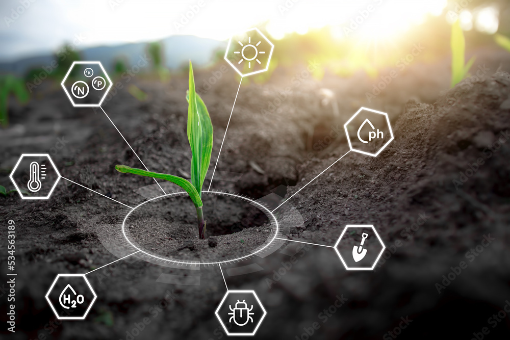 Maize seedling in cultivated agricultural field with graphic concepts ...