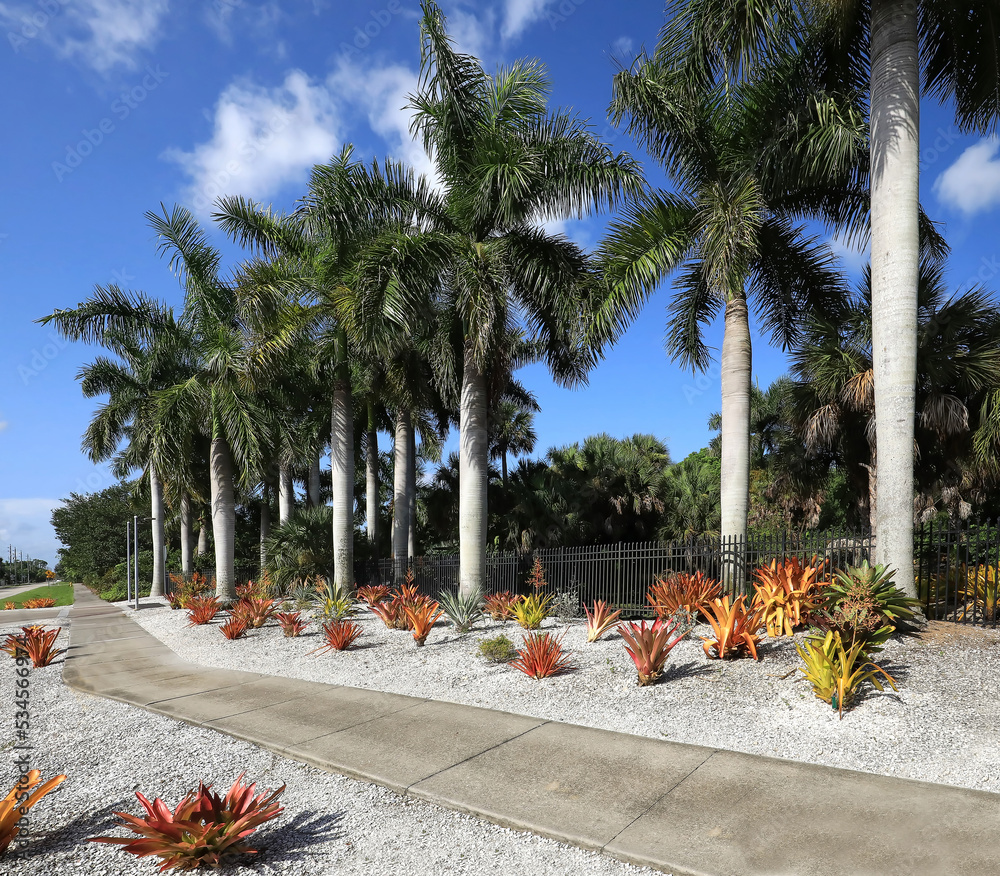 Tall royal palm trees make a dramatic contrast with orange Aechmea ...