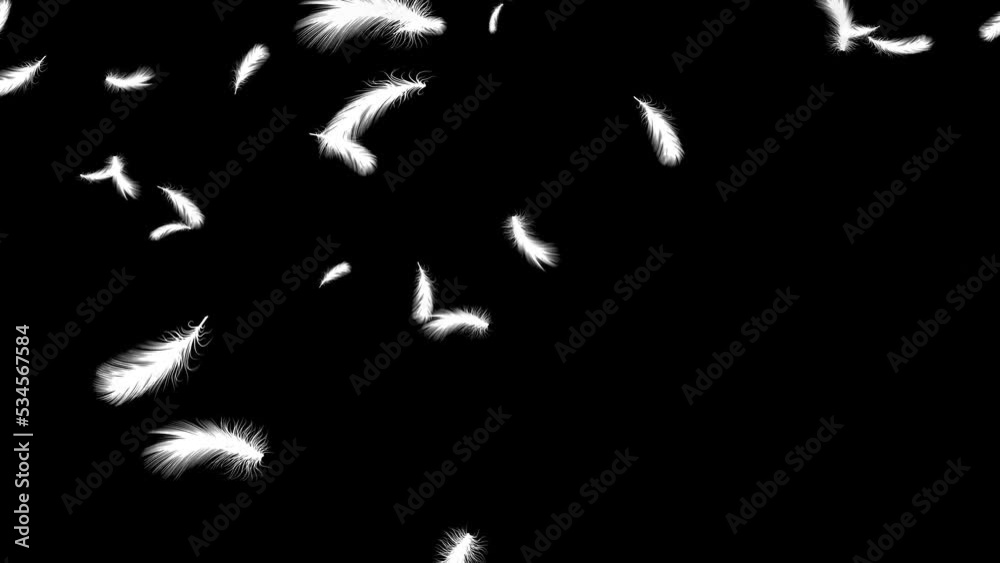 Isolated gently falling white feathers. Abstract animation. Black ...