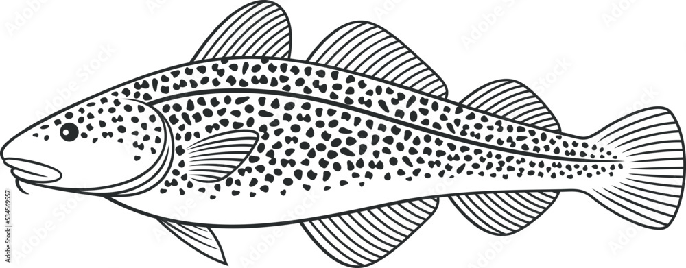 Atlantic cod outline. Isolated cod on white background Stock Vector ...