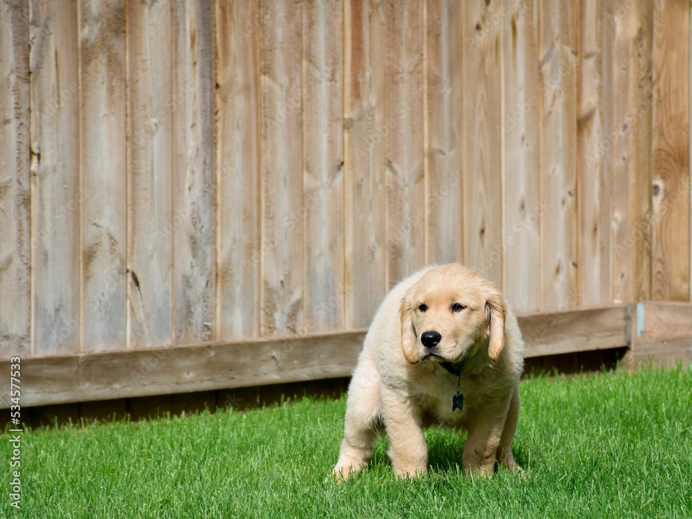 dog pooping outside on the grass funny dog pooping, funny dogs poop ...