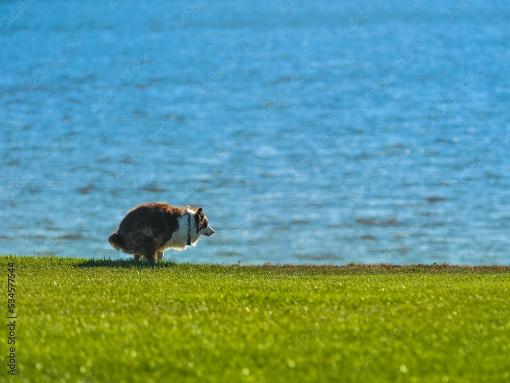 dog pooping outside on the grass funny dog pooping, funny dogs poop ...