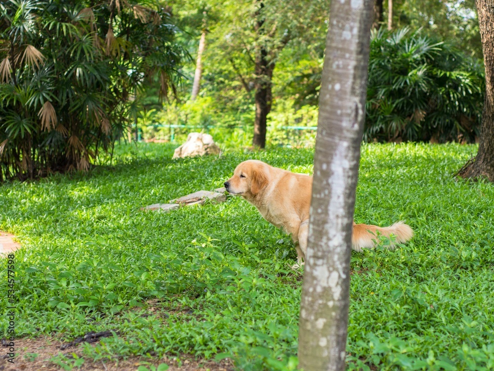 dog pooping outside on the grass funny dog pooping, funny dogs poop ...