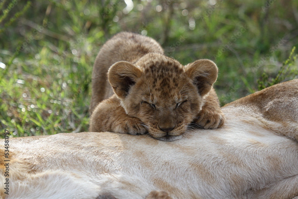 Baby lion cub sleeping on his mother's belly, looking into camera ...