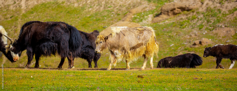 A herd of yaks graze in the mountains. Himalayan big yak in a beautiful ...