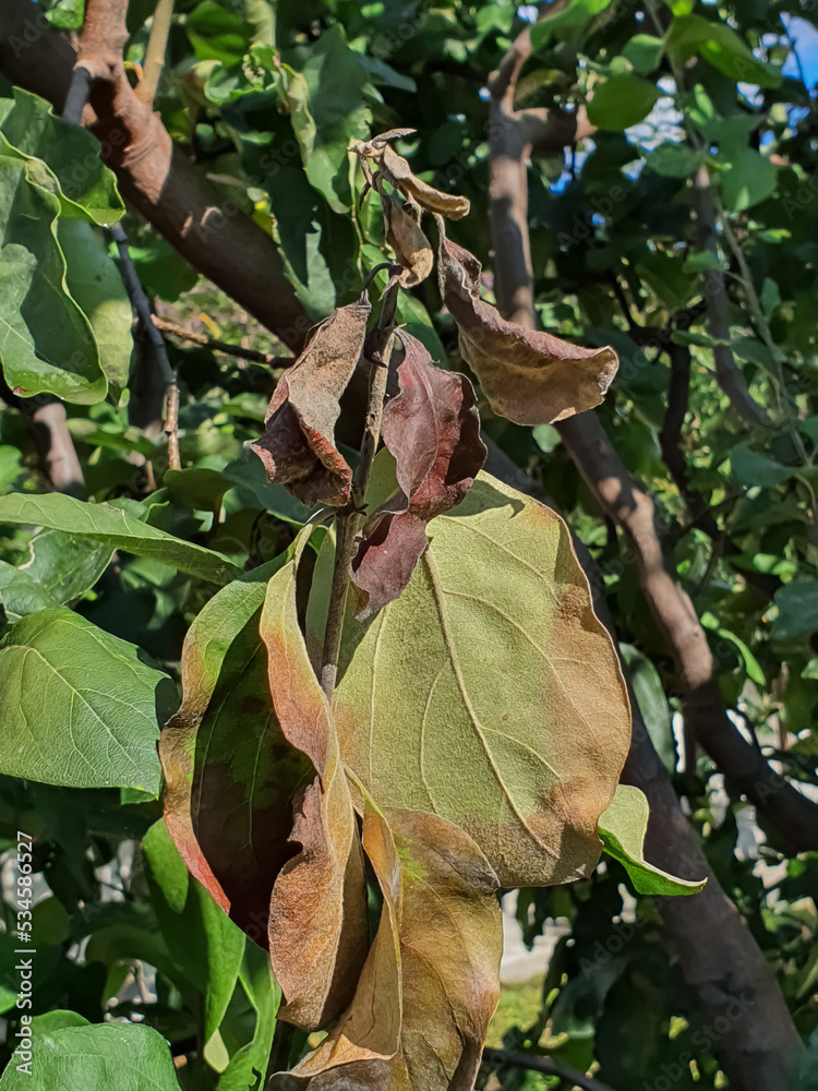 Fire blight on a quince tree caused by the bacteria Erwinia amylovora ...