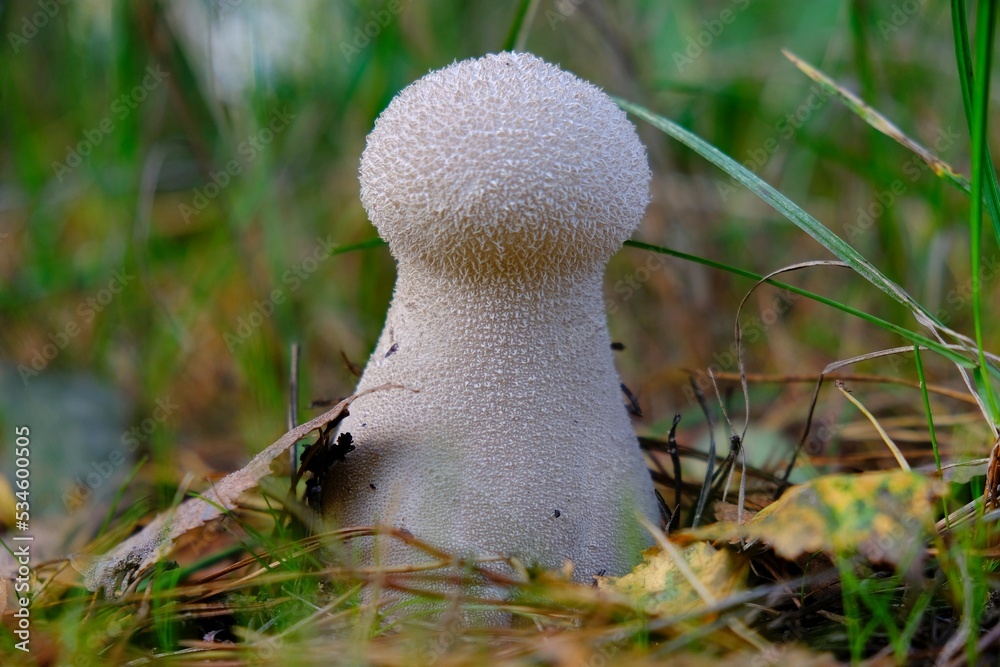 Foto de Young Lycoperdon perlatum (popularly known as the common ...