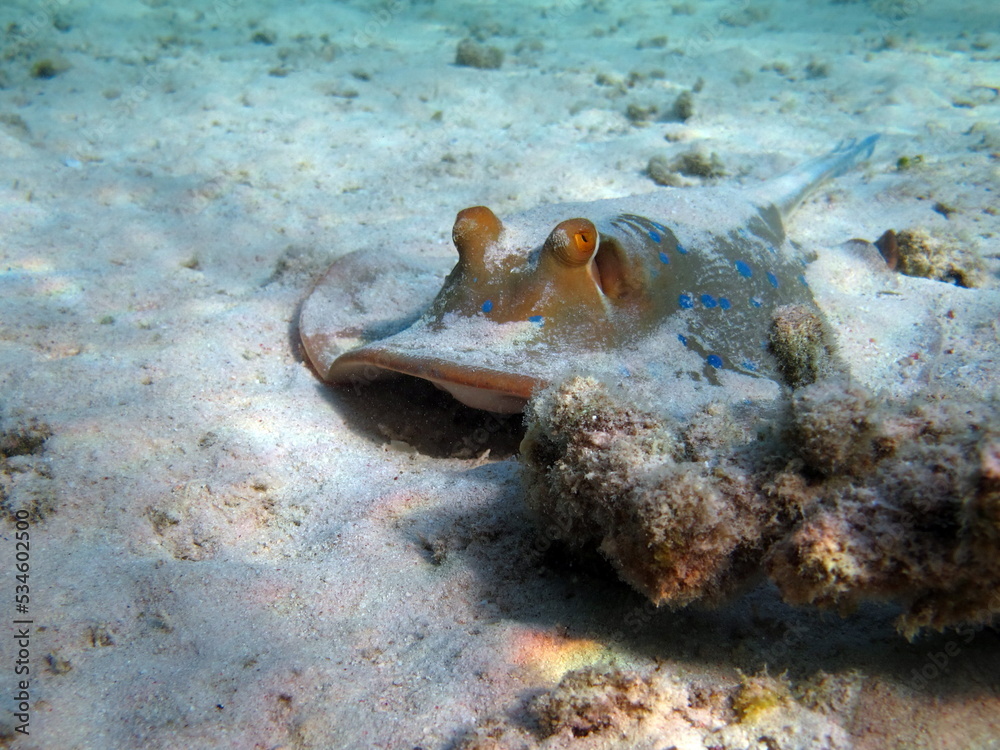 Taeniura lymma, Stingrays - Batoidea Stingray Family, Spotted Stingrays ...