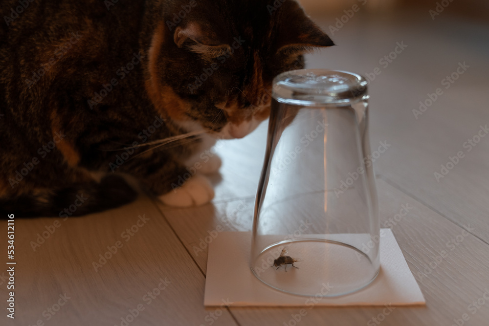 Curious cat carefully watching a caught wasp or fly in an inverted ...