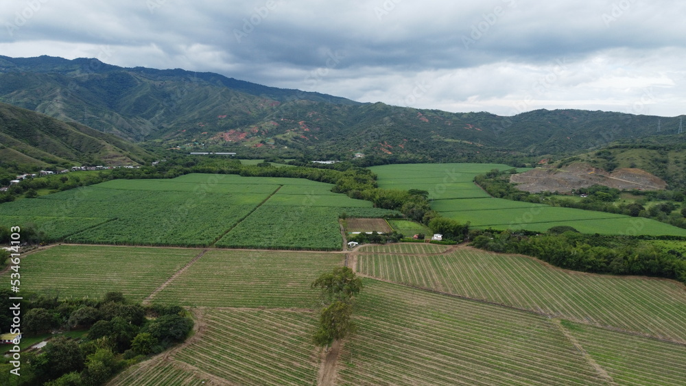 Foto de Campo de caña de azúcar desde el cielo. la caña de azúcar del ...