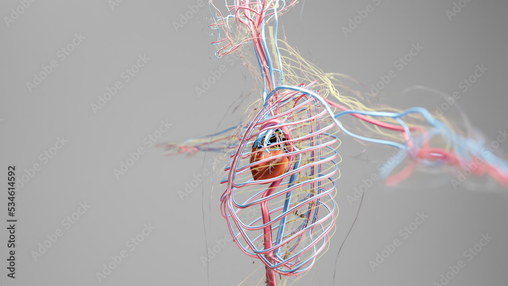 Human arterial and venous circulatory system, Medically accurate ...