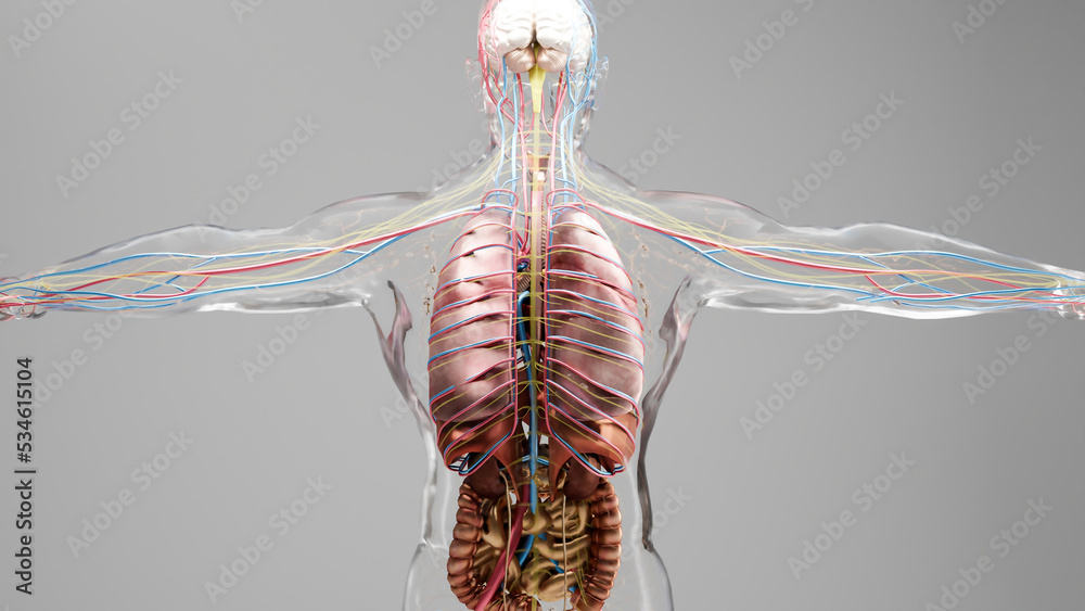 Human anatomy, organs, bones. Creative color palettes and designer ...