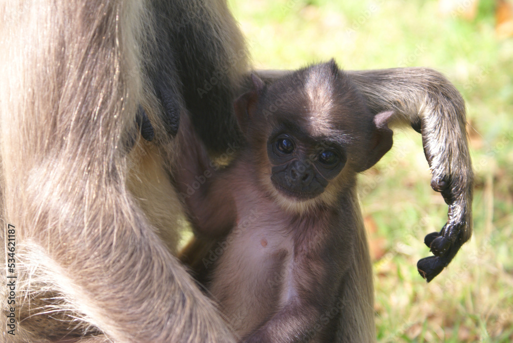 Foto de Baby monkey portrait at Sri Lanka. Monkey mom holding a baby ...