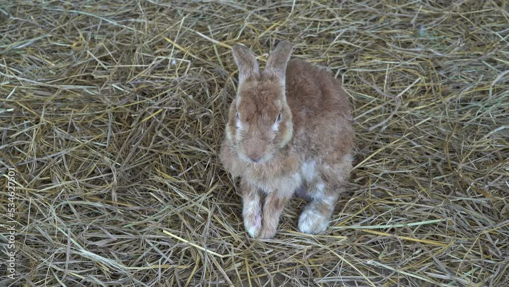 A small brown rabbit is sitting on the hay and washing himself with his ...