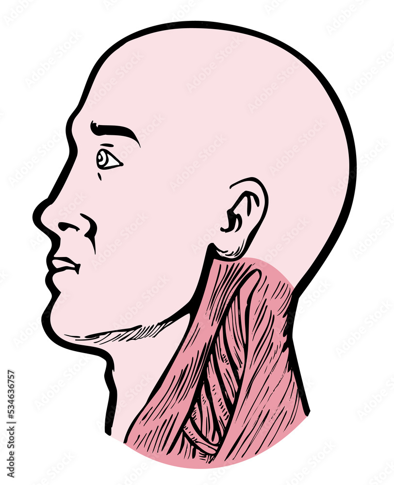 illustration of a human head facing left showing neck muscles ...