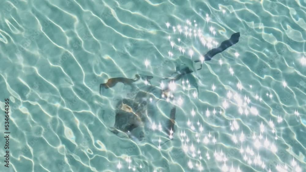 Video „Stuning aerial bird's eye drone zoom view of a Cowtail Stingray ...