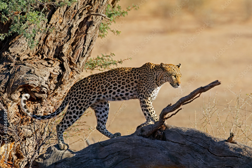 Photo & Art Print A leopard (Panthera pardus) in a tree, Kalahari ...