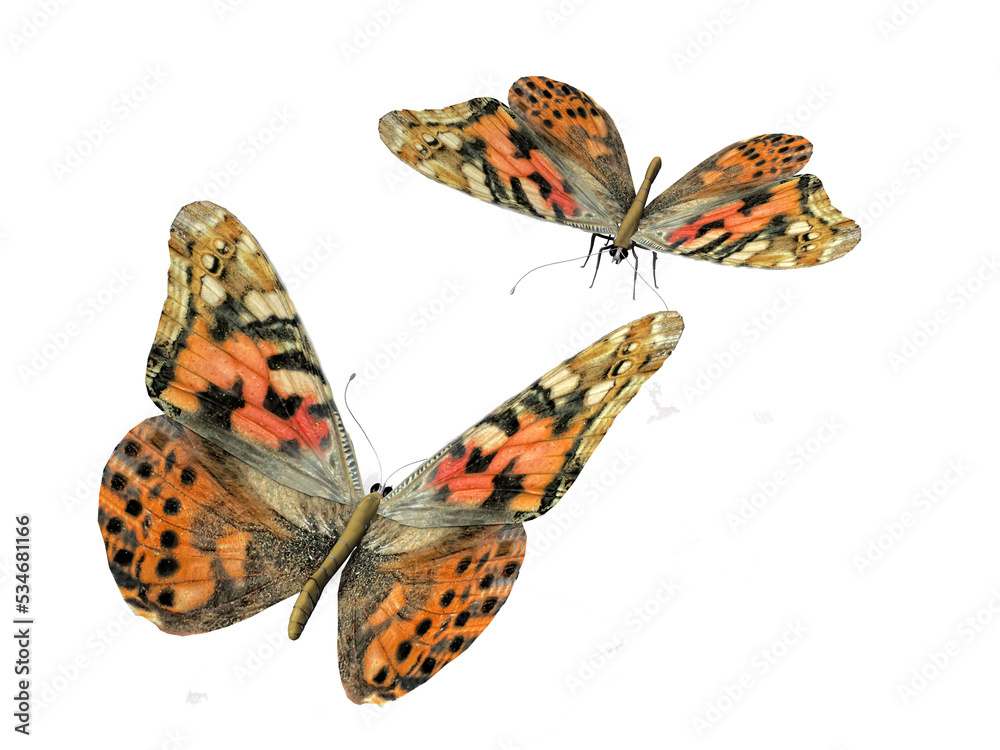 colorful butterflies on a transparent background Stock Photo | Adobe Stock