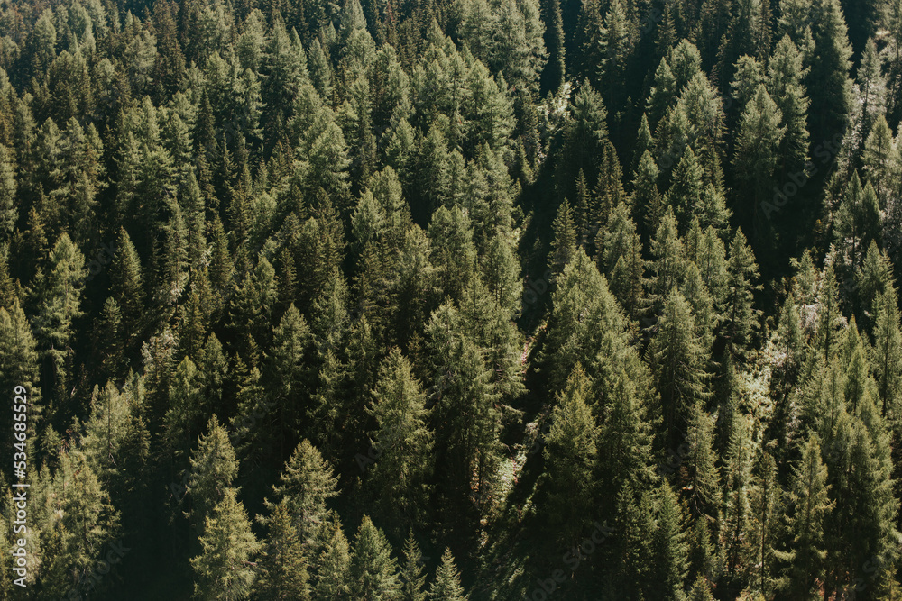 Alpine pine tree forest texture background. Stock Photo | Adobe Stock
