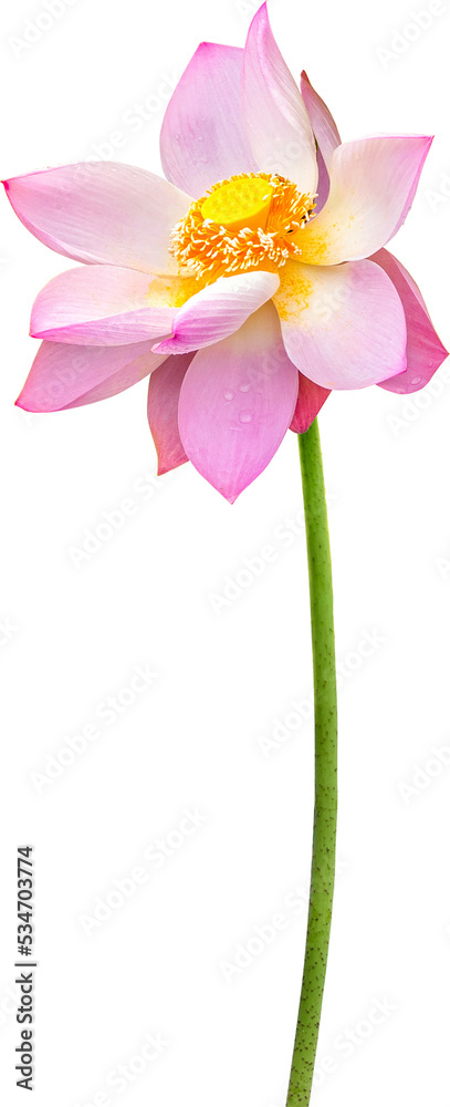 lotus Stock Photo | Adobe Stock