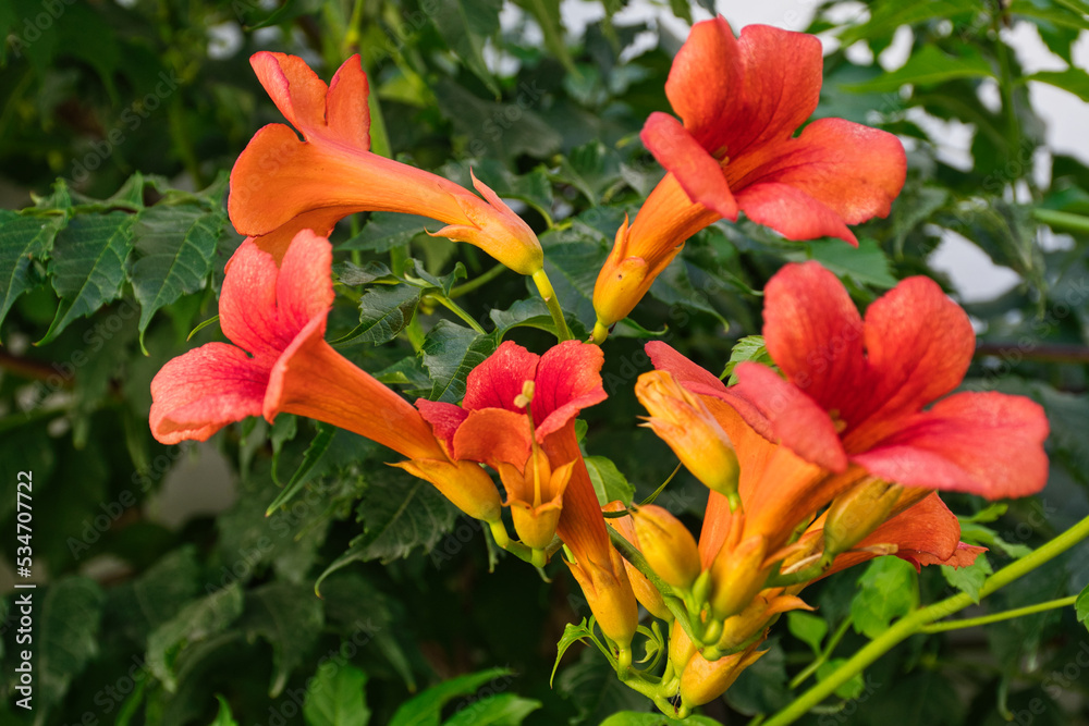 Campsis radicans is a species of large, vigorous, woody vine in the family Bignoniaceae, notable ...