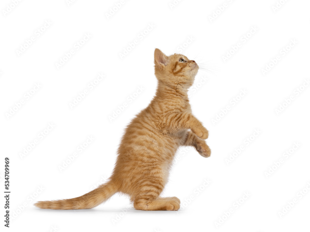 Adorable ginger British Shorthair cat kitten, standing side ways on ...
