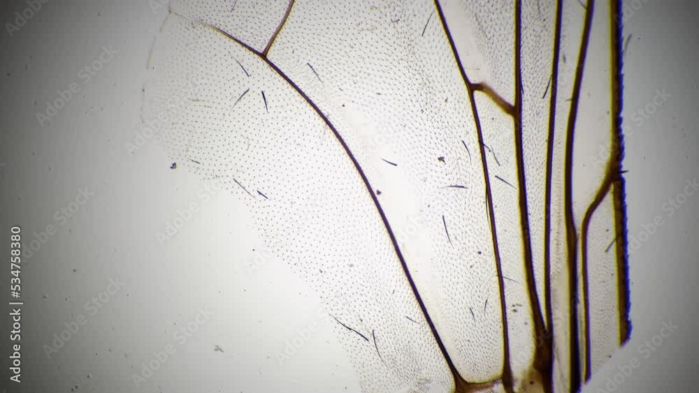 Fly wing filmed under microscope with 40 times magnification on bright ...
