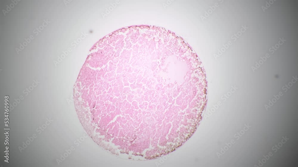 Simple-cell of egg of frog filmed in static under microscope with 40x ...