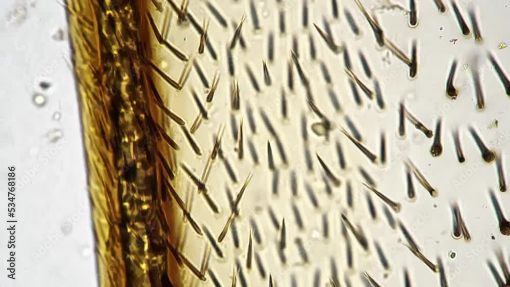 Microscope footage of hairy honeybee wing under 400x on bright field ...